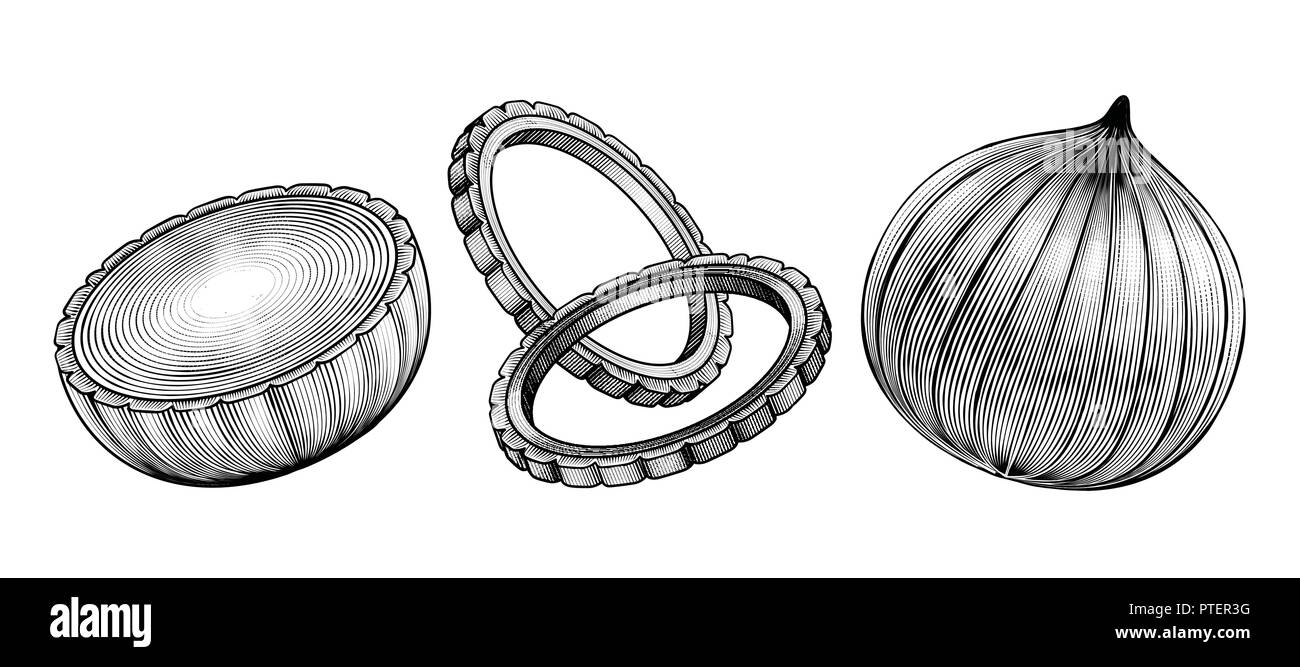 Engraved style onions on white background for design uses Stock Vector ...