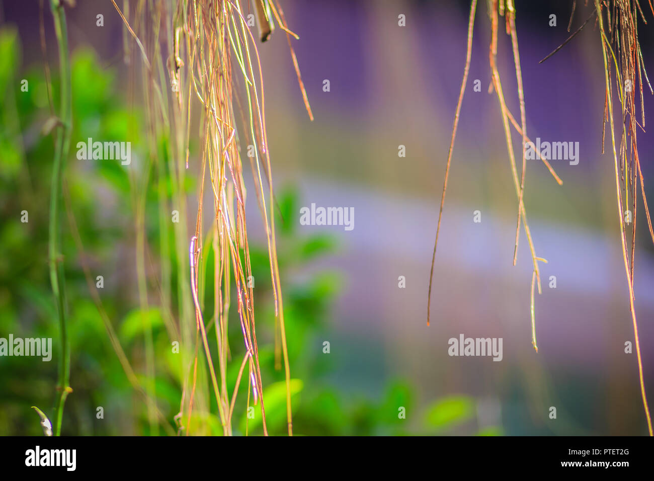 Blurry air roots of banyan tree on the green leaves background ...
