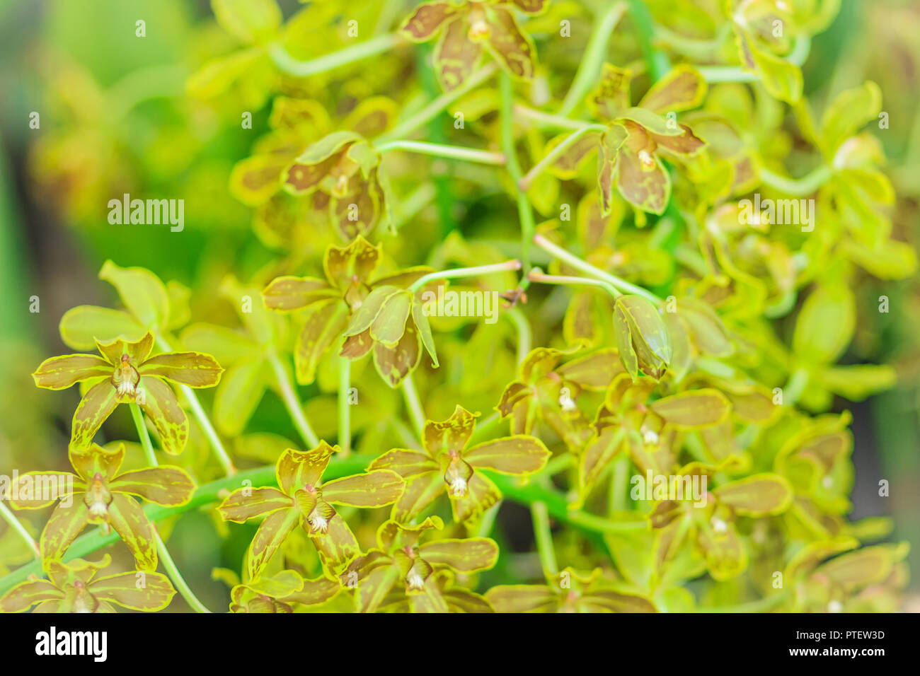 Green and dark brown orchid flower background of Grammatophyllum ...