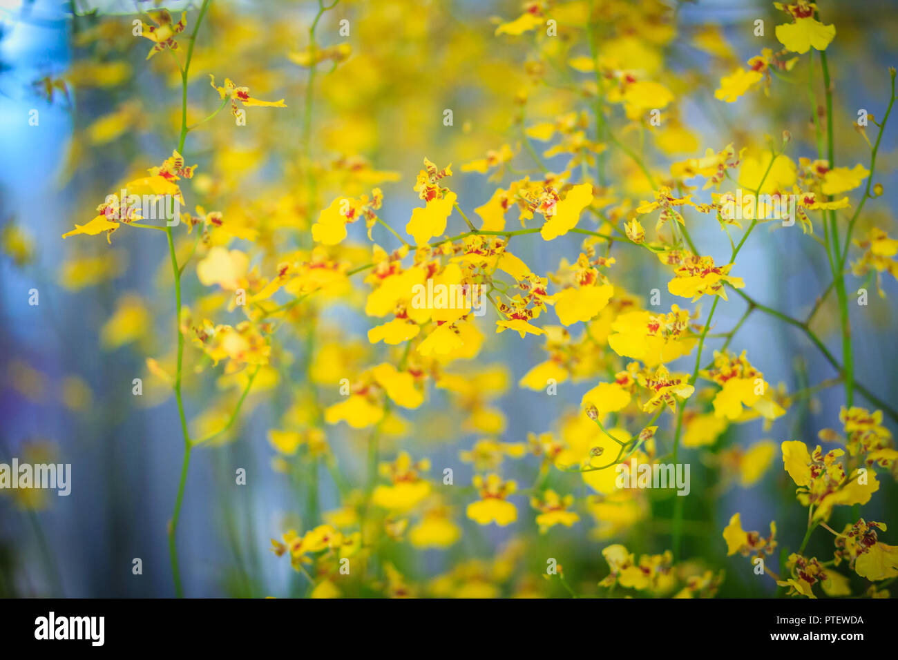 Bright yellow orchid of Oncidium goldiana flower, also known as Golden Shower or Dancing Lady ...