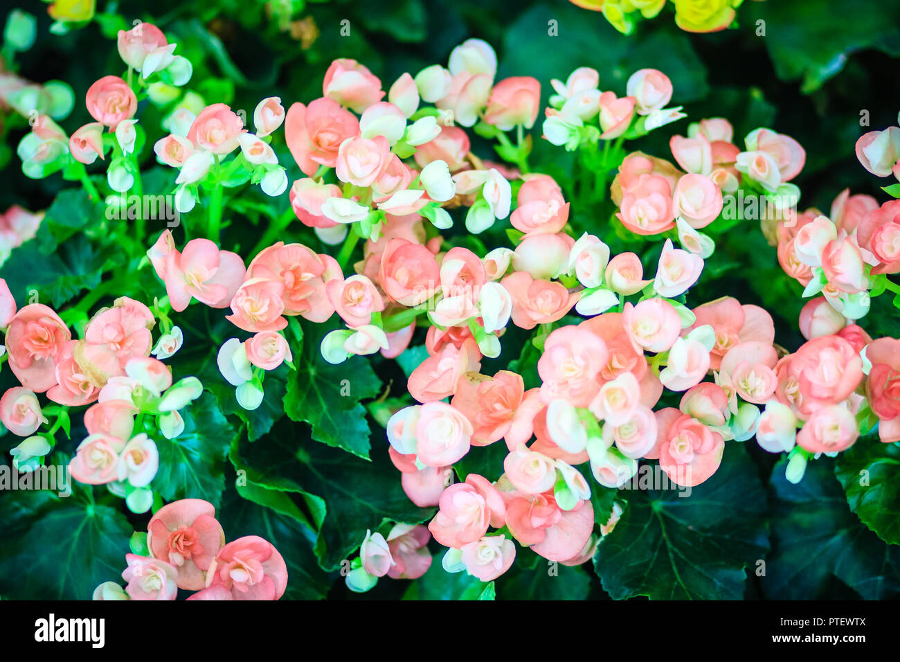 Soft pink hybrid Rieger begonias (Begonia x hiemalis) are called winter ...
