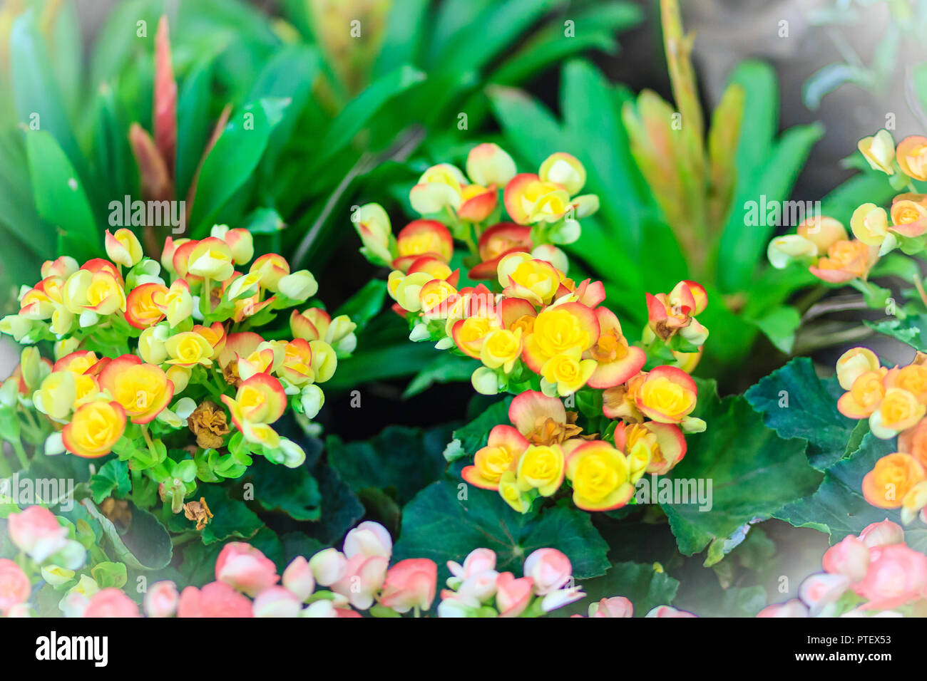 Yellow hybrid Rieger begonias (Begonia x hiemalis) are called winter ...