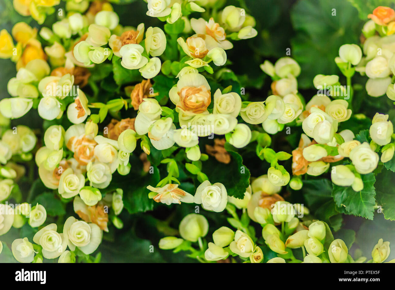 Yellow hybrid Rieger begonias (Begonia x hiemalis) are called winter ...