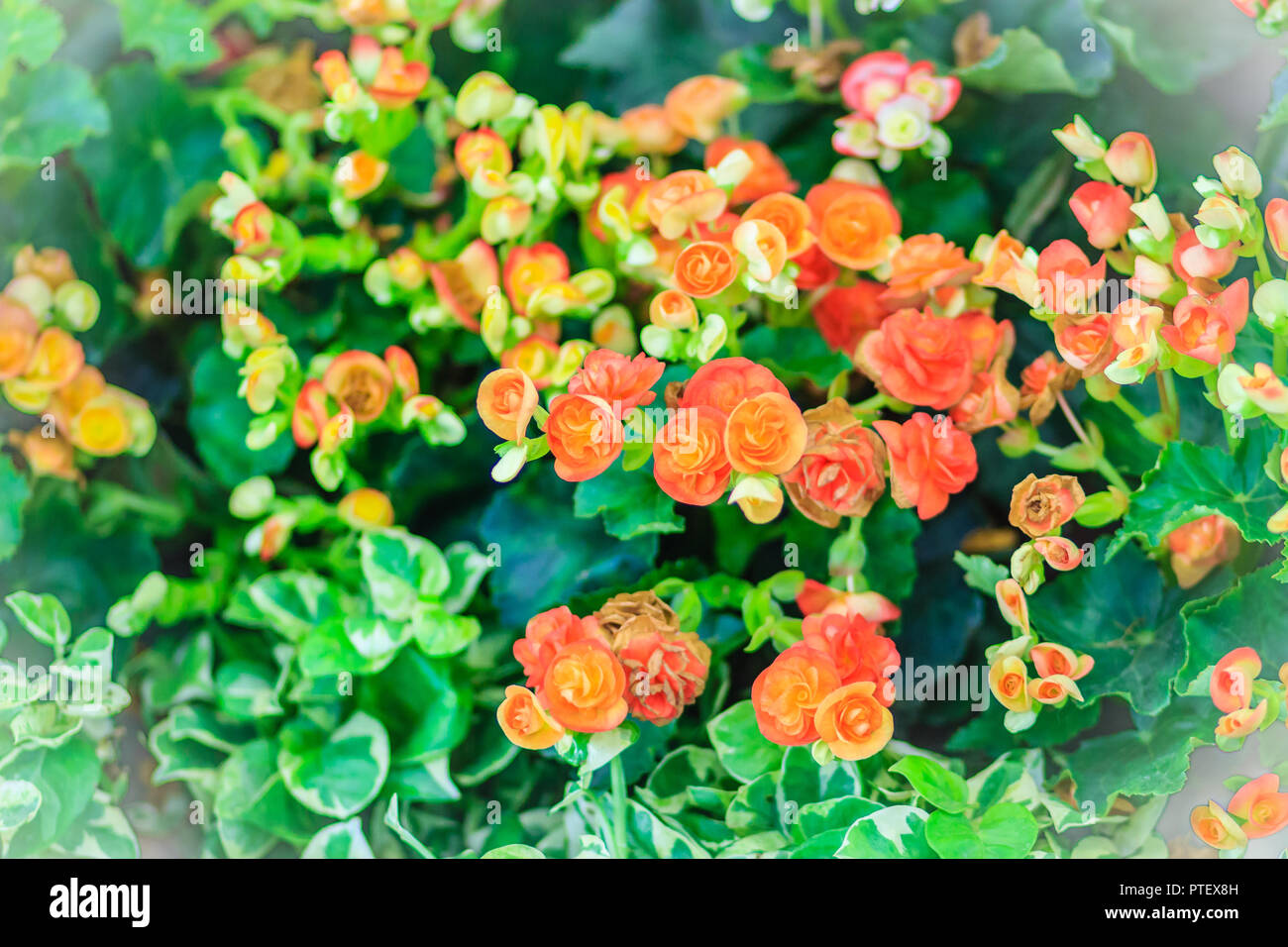 Colorful hybrid Rieger begonias (Begonia x hiemalis) are called winter ...
