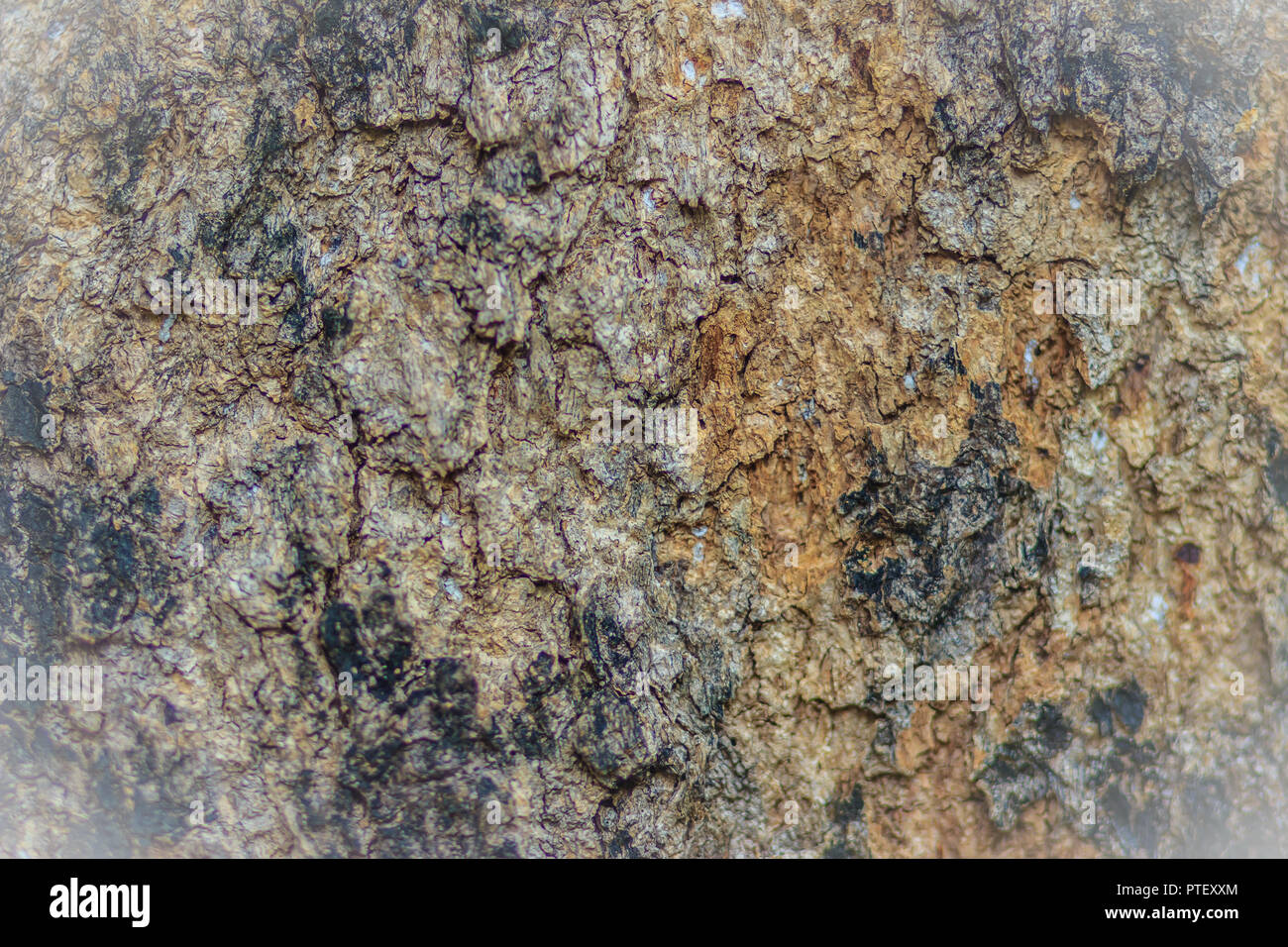 Flaky and grey-brown bark texture of Burma padauk (Pterocarpus ...