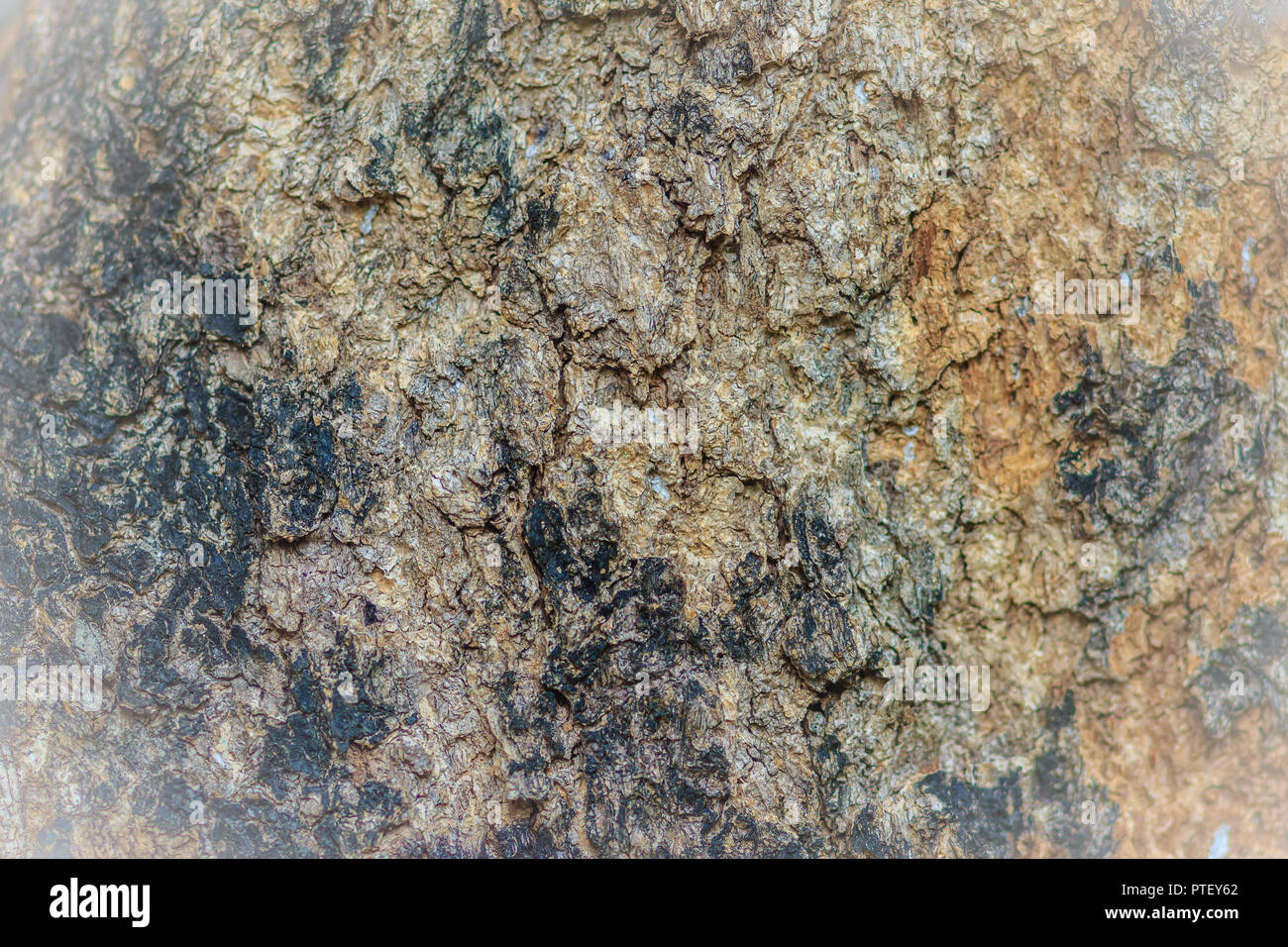 Flaky and grey-brown bark texture of Burma padauk (Pterocarpus ...