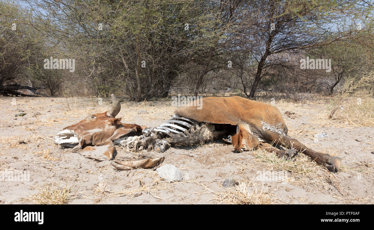 Dead cow medium close up, cause of death unknown - Botswana Stock Photo ...