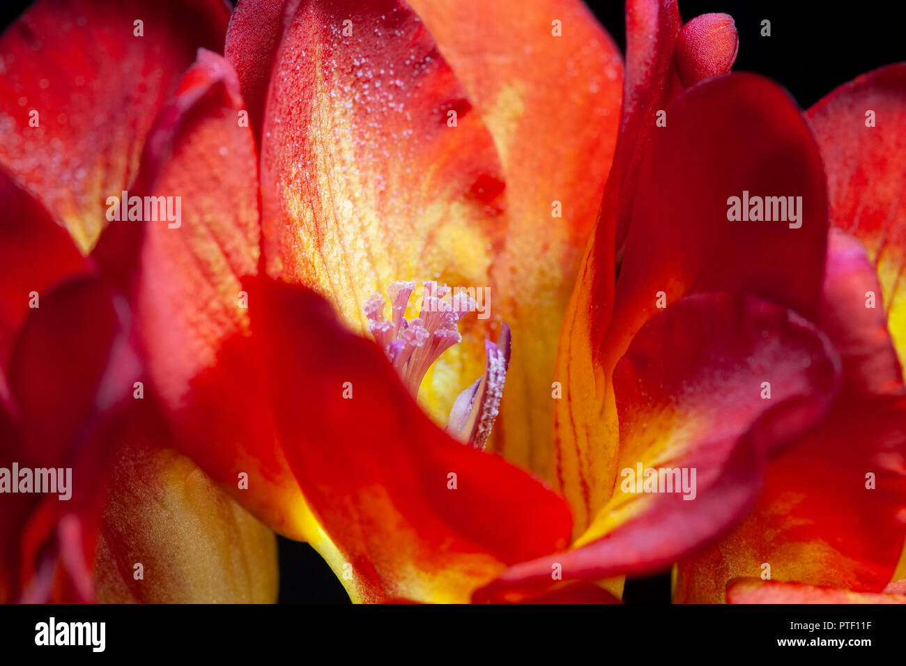 Freesia flower hi-res stock photography and images - Alamy