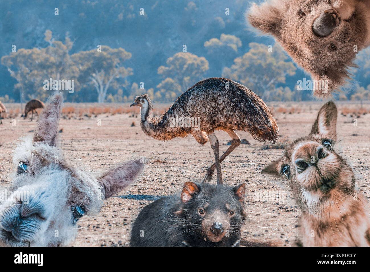 Endangered animals collage hi-res stock photography and images - Alamy