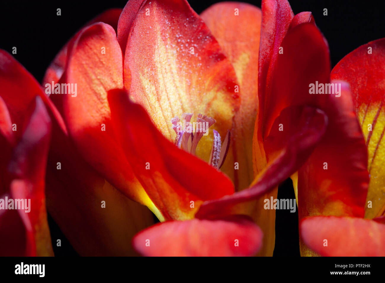 Freesia flower hi-res stock photography and images - Alamy