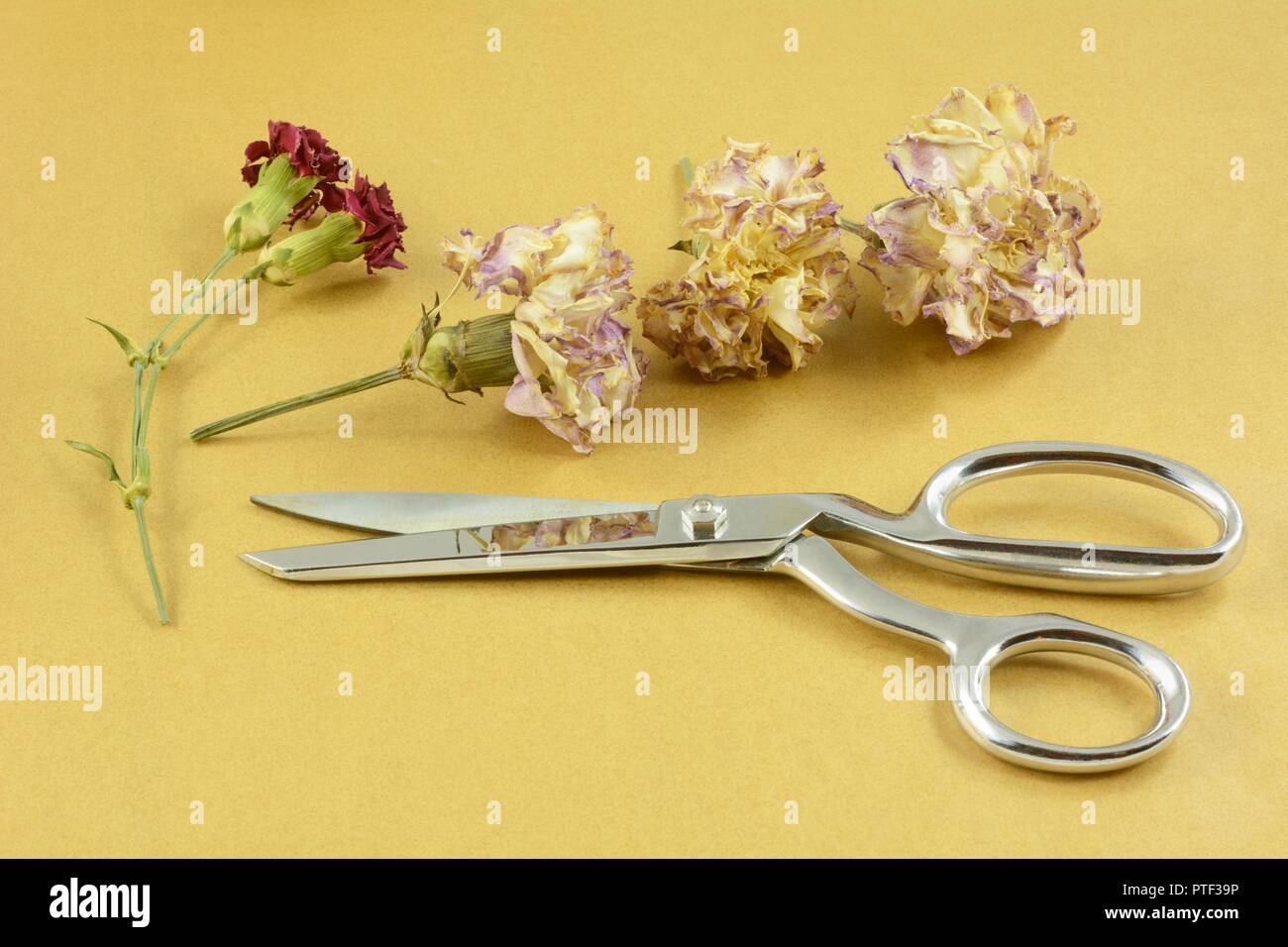 Crafting project items of dried red and white with lavender carnation ...