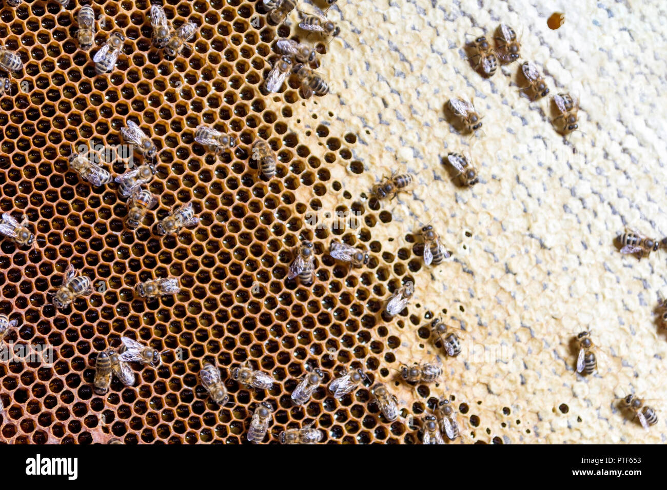 Interior beehive hi-res stock photography and images - Alamy