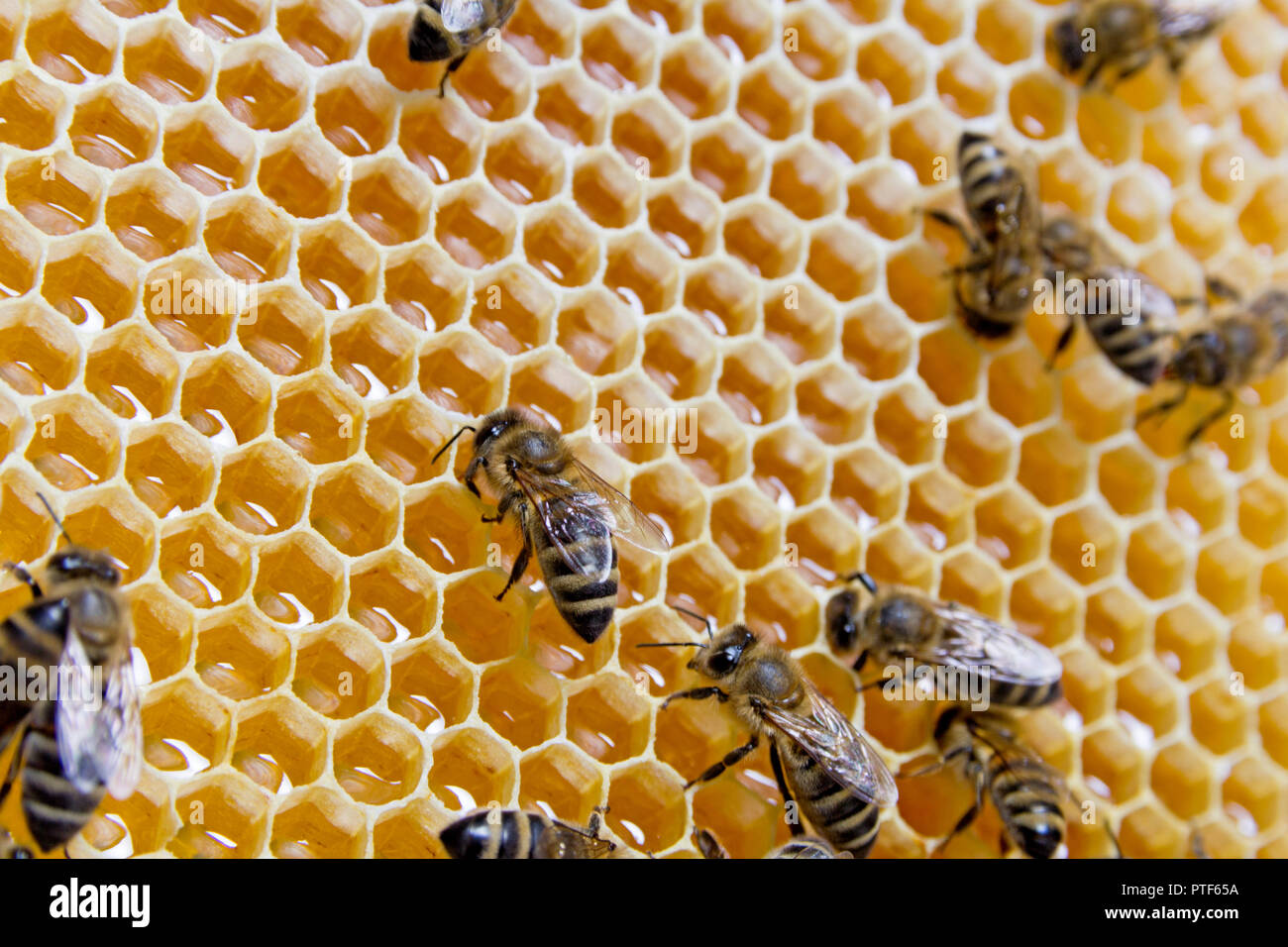 Interior bee hive hi-res stock photography and images - Alamy