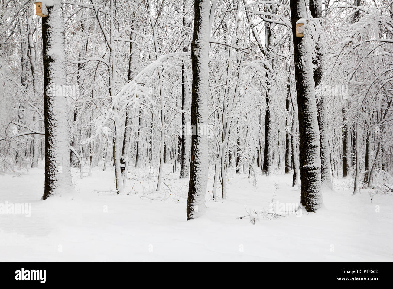 Snow forest creepy hi-res stock photography and images - Alamy