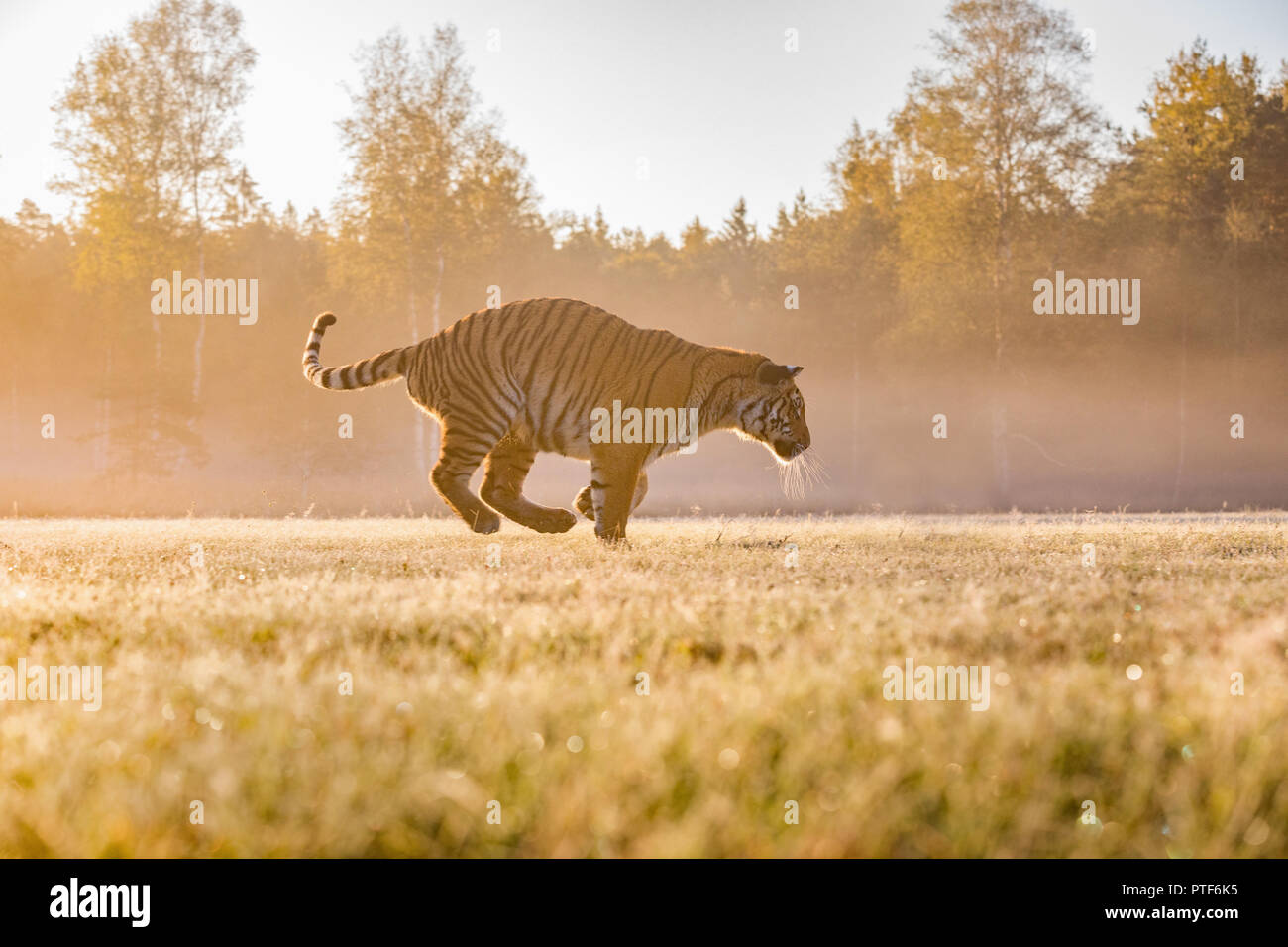Tiger runs behind the prey. Hunt the prey in tajga in hot summer day ...