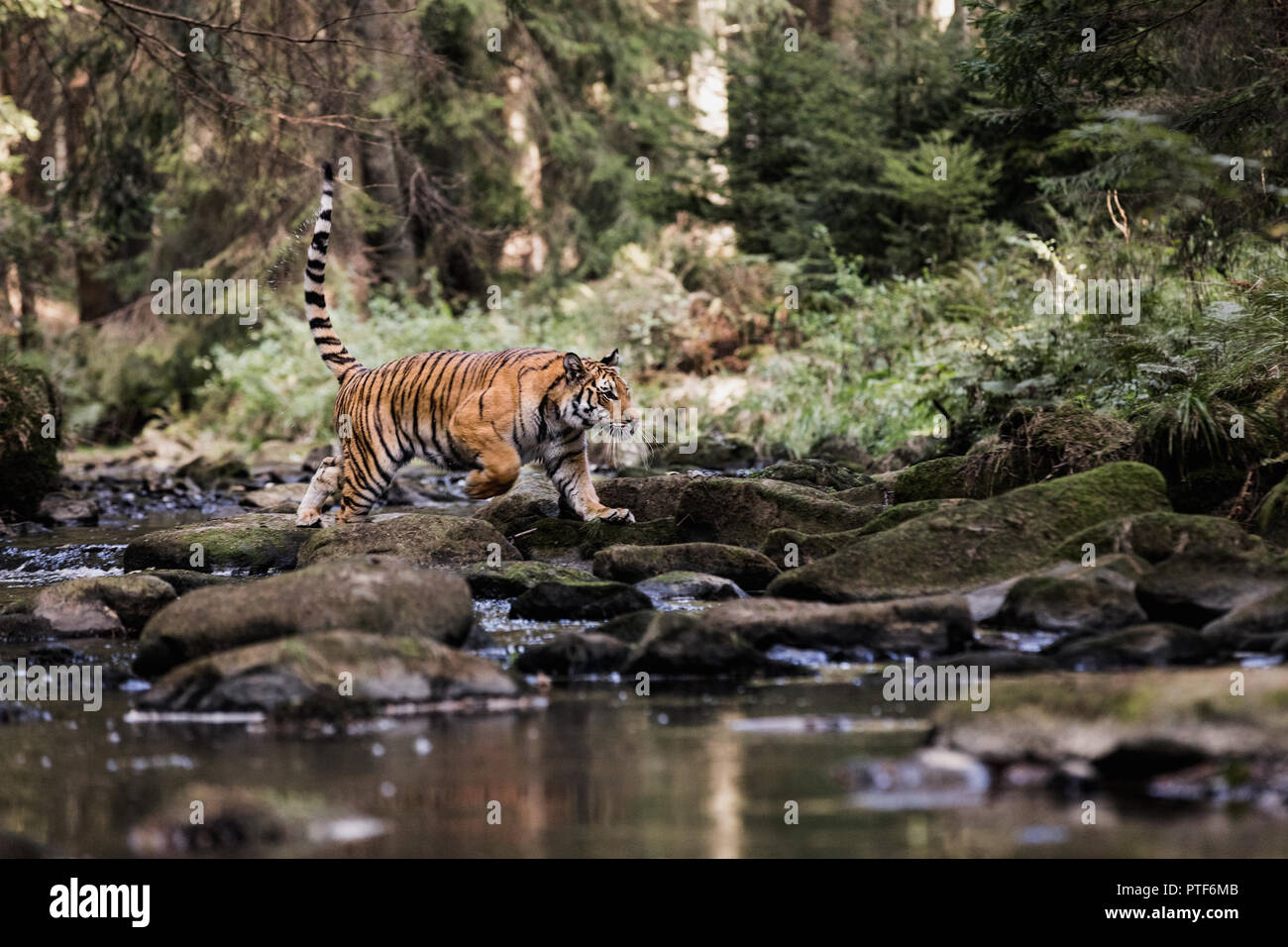 Tiger in the river runs behind the prey in water. Hunt the prey in ...