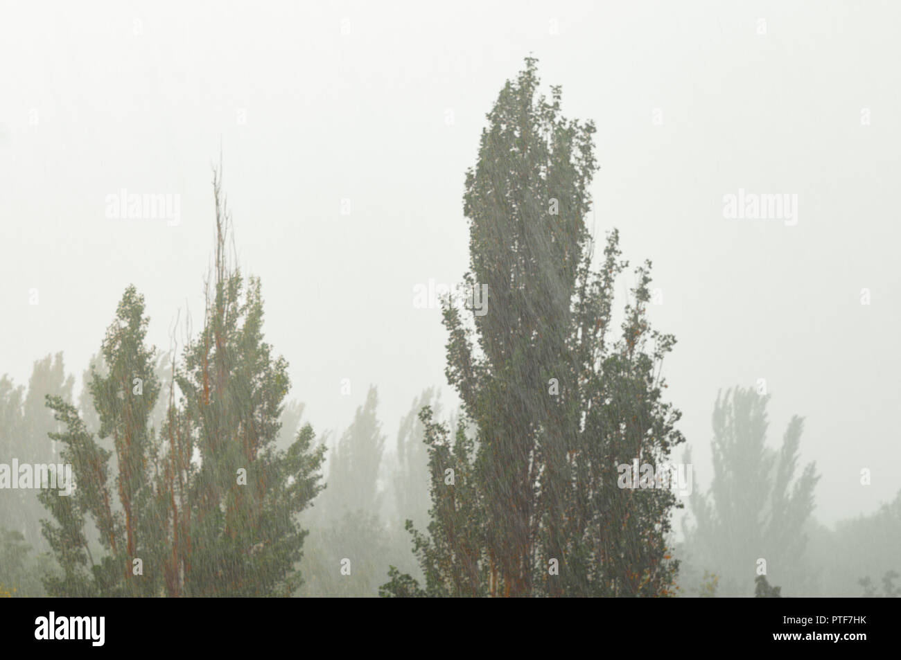 Landscape with green trees in a heavy summer rain Stock Photo - Alamy