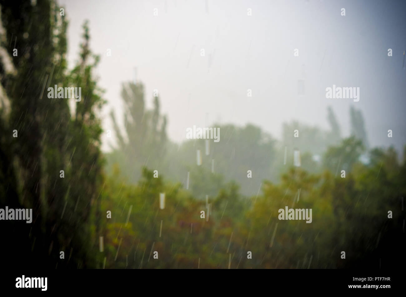 Landscape with green trees in a heavy summer rain Stock Photo - Alamy