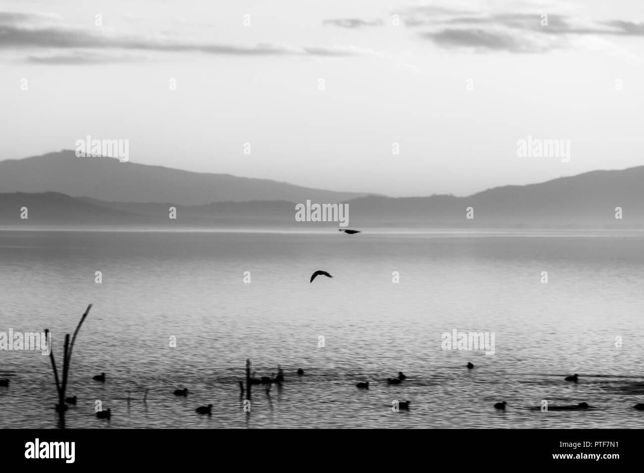 Birds fauna hi-res stock photography and images - Alamy
