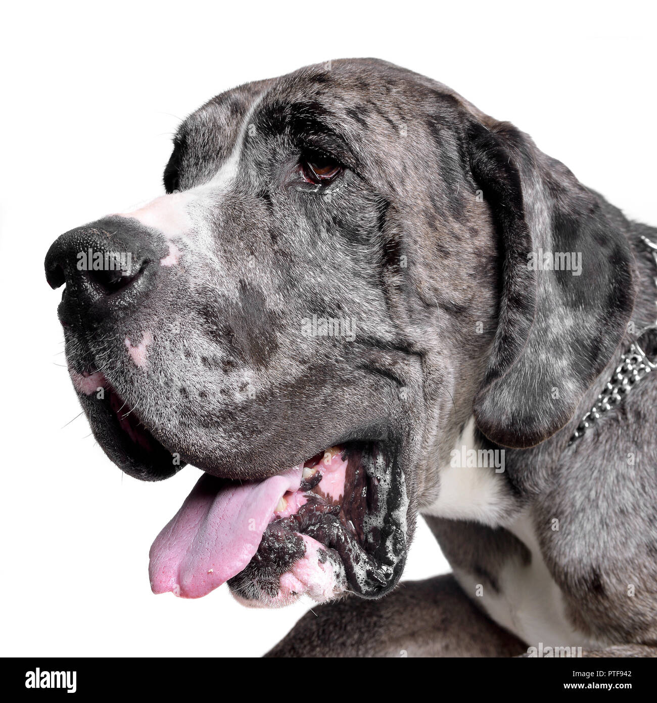 Portrait of an adorable Great Dane - studio shot, isolated on white ...