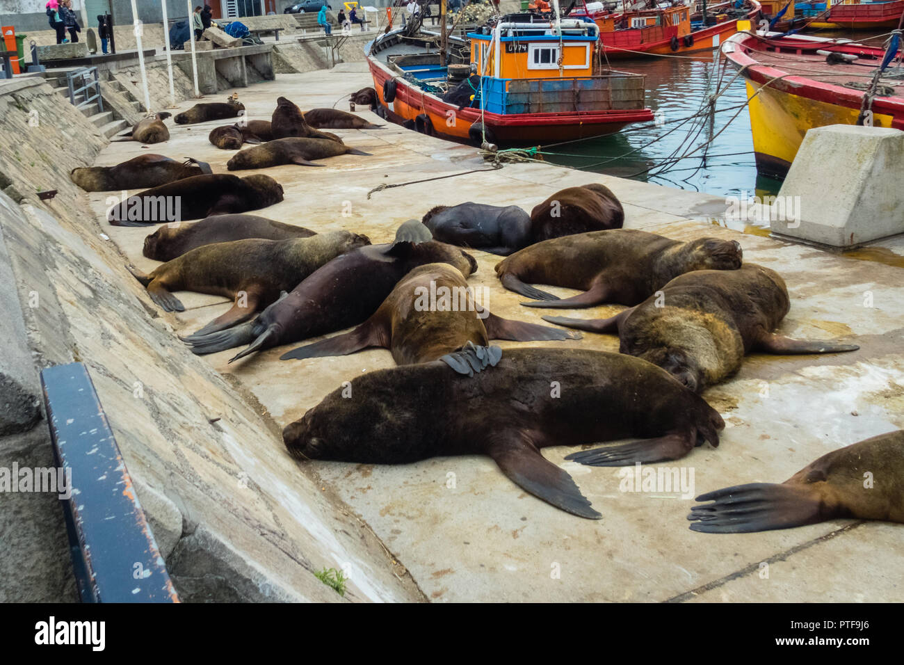 Fauna de argentina hi-res stock photography and images - Alamy