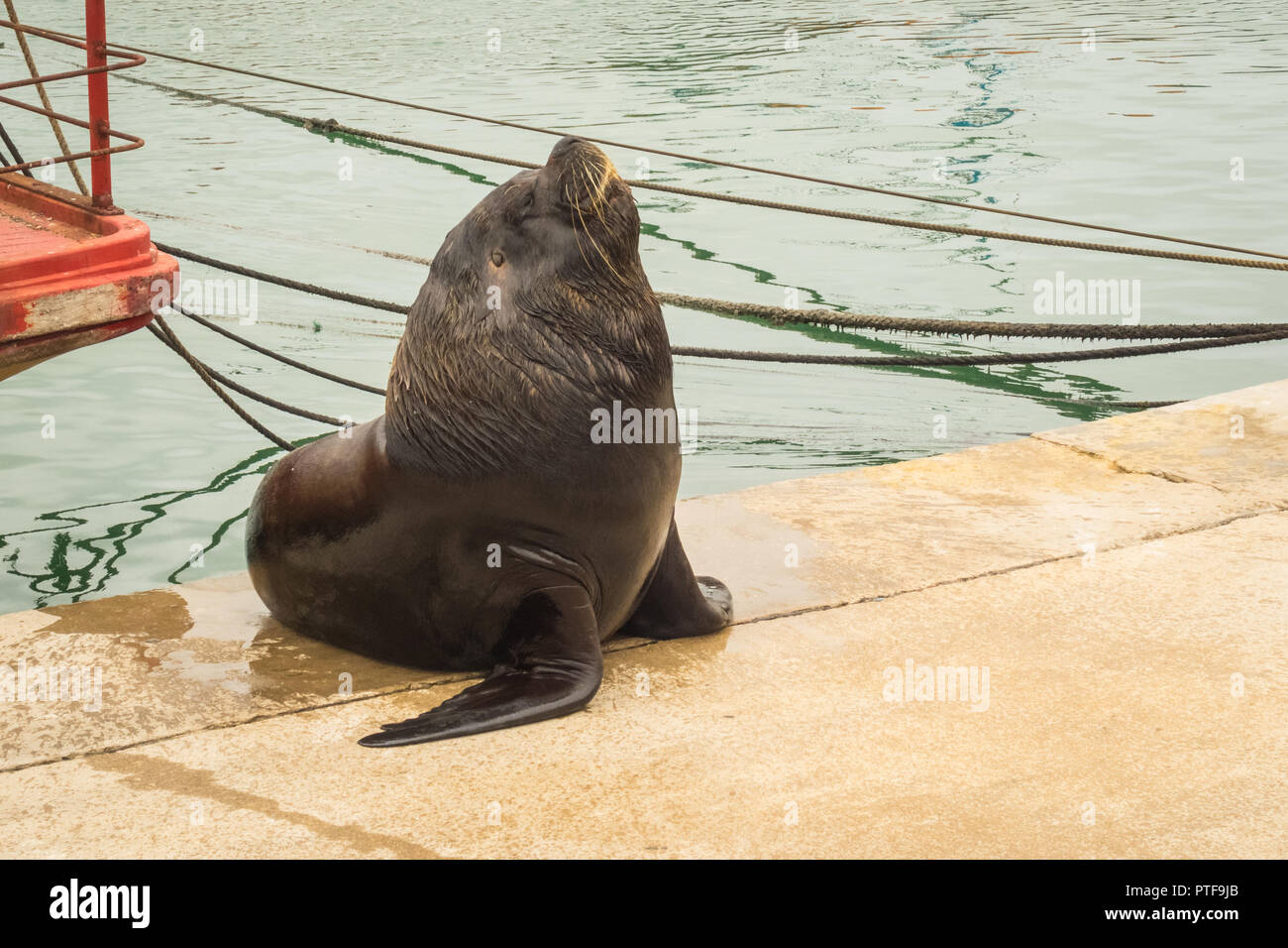 Fauna de argentina hi-res stock photography and images - Alamy