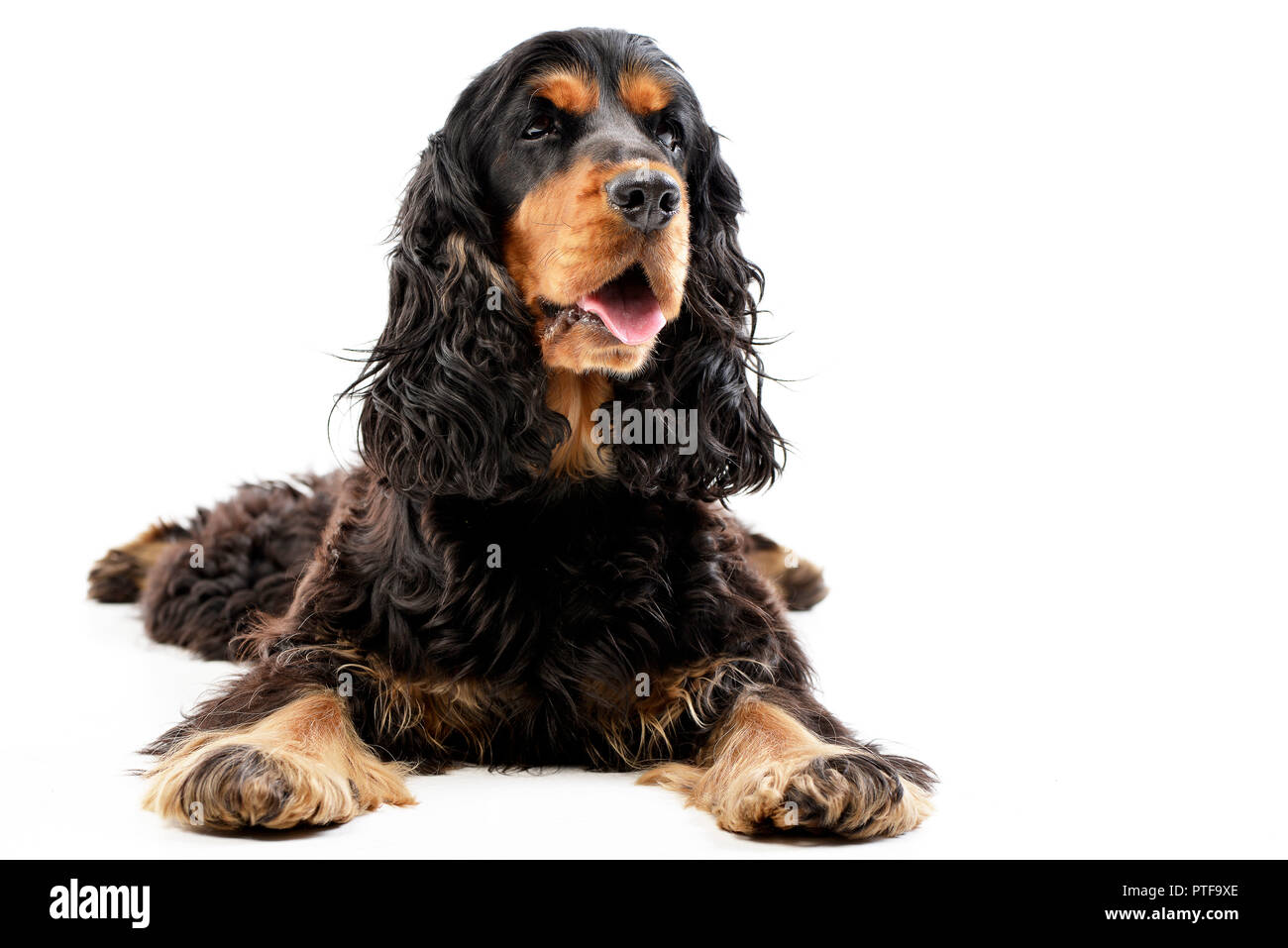 Studio shot of an adorable English Cocker Spaniel lying on white ...