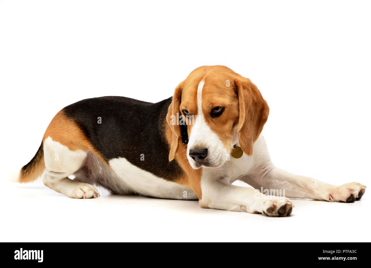 Sad beagle Cut Out Stock Images & Pictures - Alamy