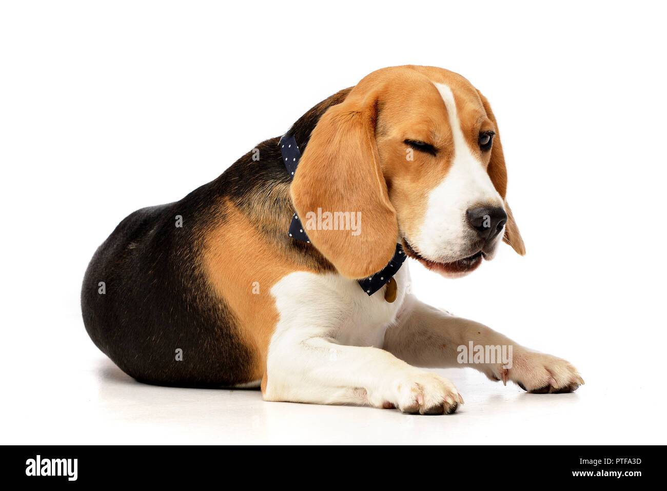 Side view adorable beagle hi-res stock photography and images - Alamy