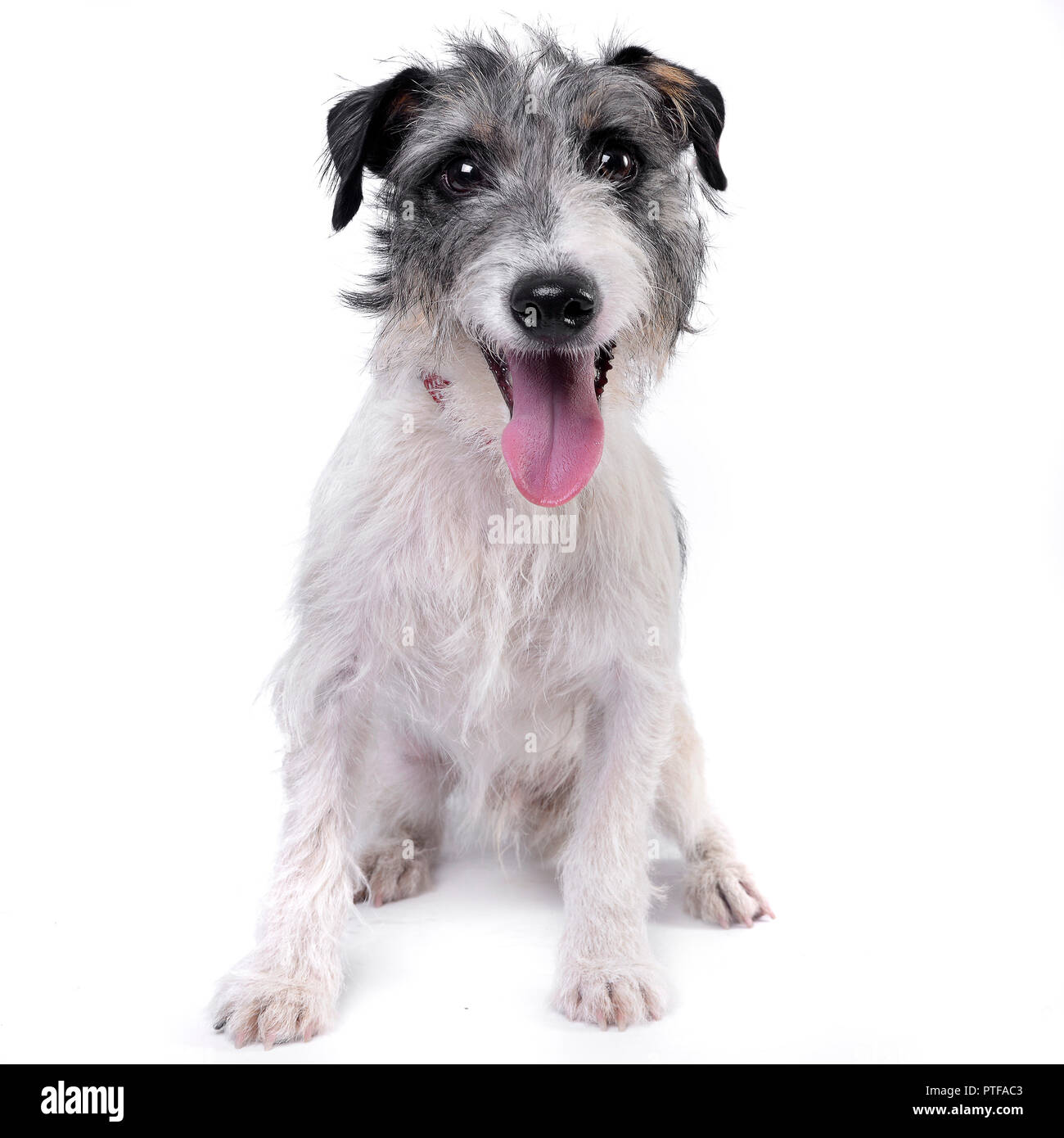 Studio shot of an adorable mixed breed dog sitting on white background ...