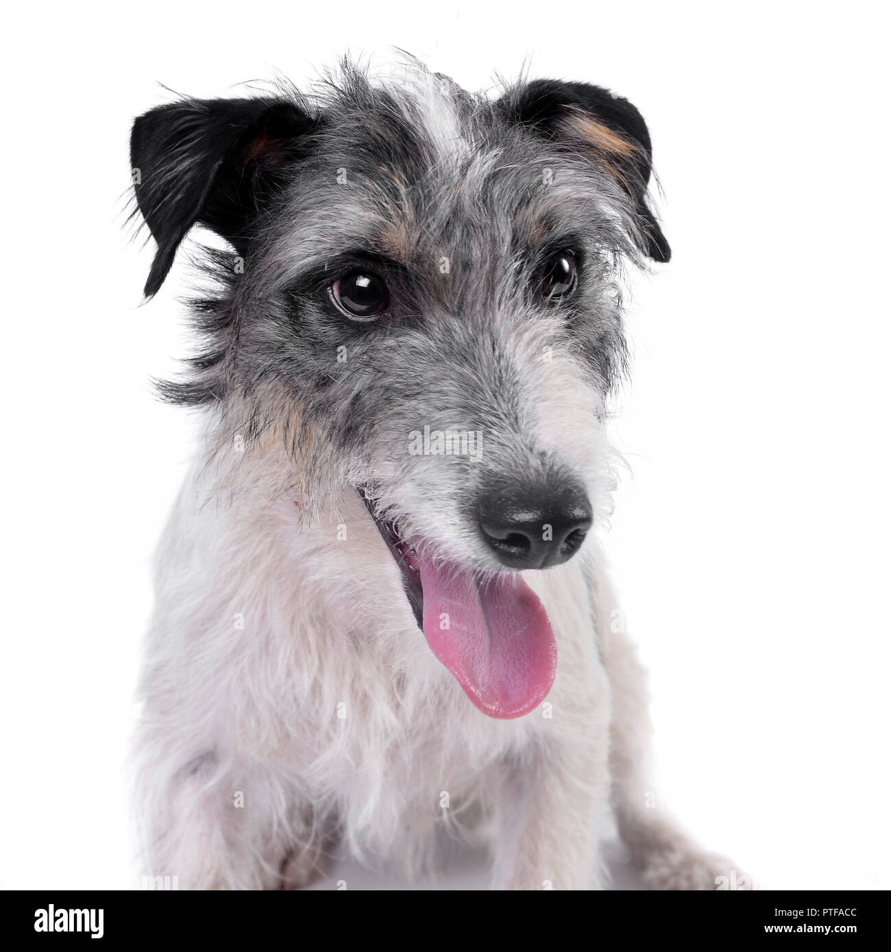 Portrait of an adorable mixed breed dog - studio shot, isolated on ...