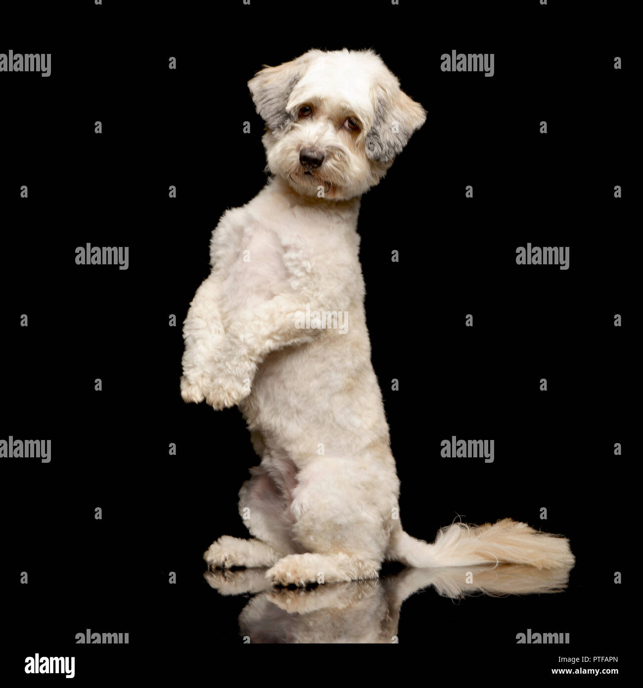 Dog standing on two legs hi-res stock photography and images - Alamy