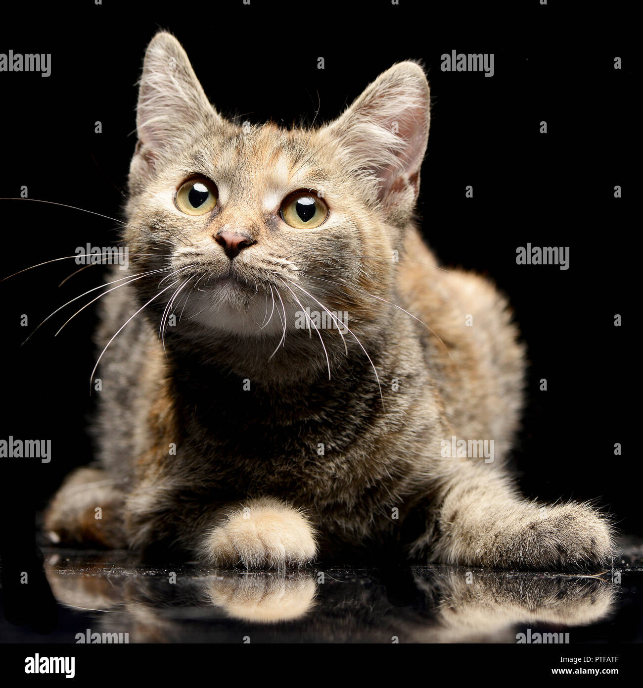 Front on shot little hi-res stock photography and images - Alamy