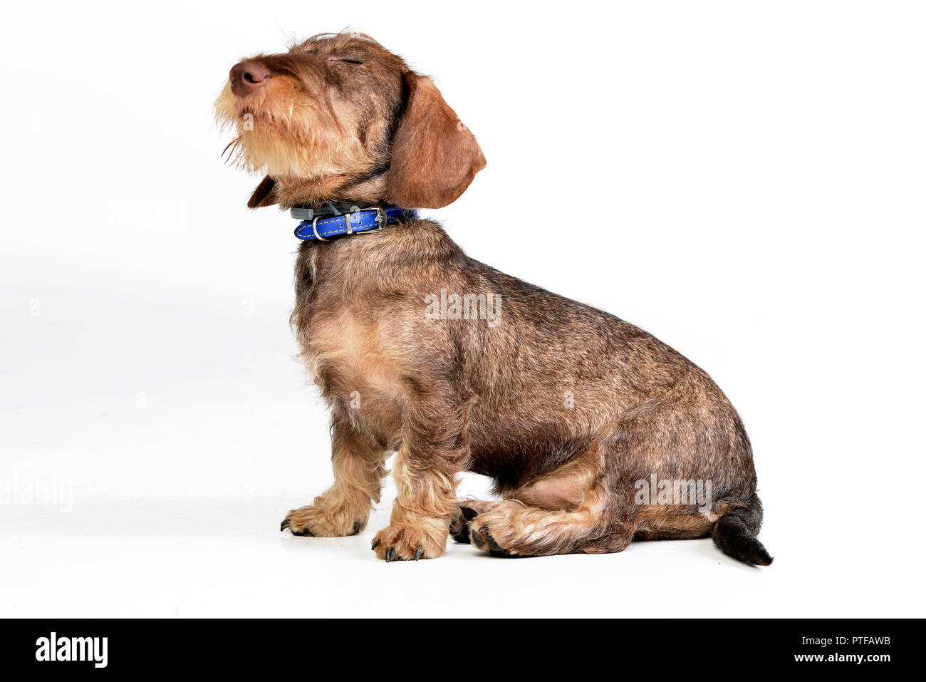 Dachshund side eye hi-res stock photography and images - Alamy