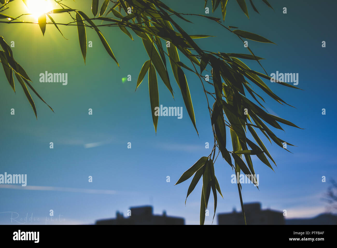 Bamboo and leaf hi-res stock photography and images - Alamy