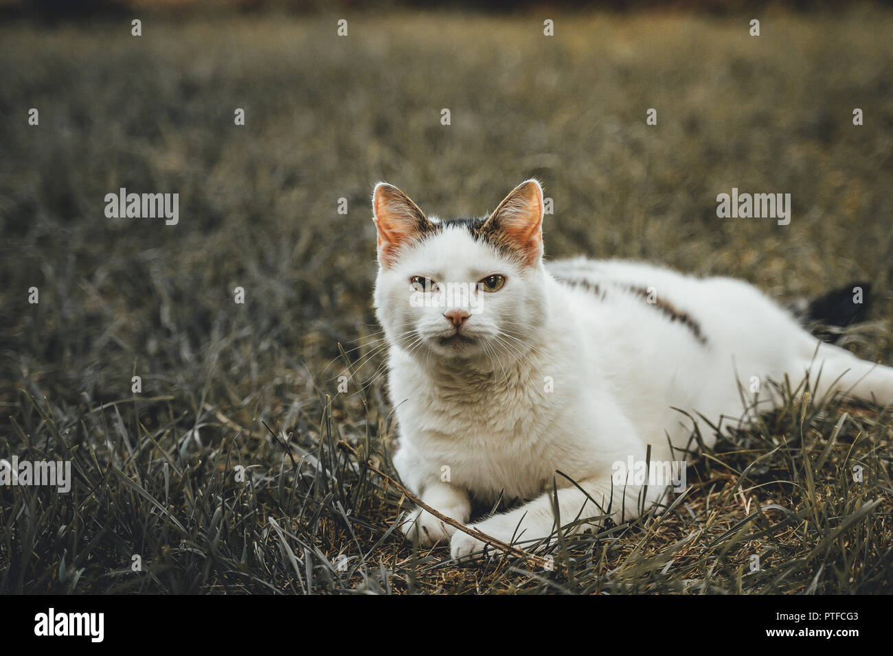Cat in Garden Chilling Stock Photo - Alamy