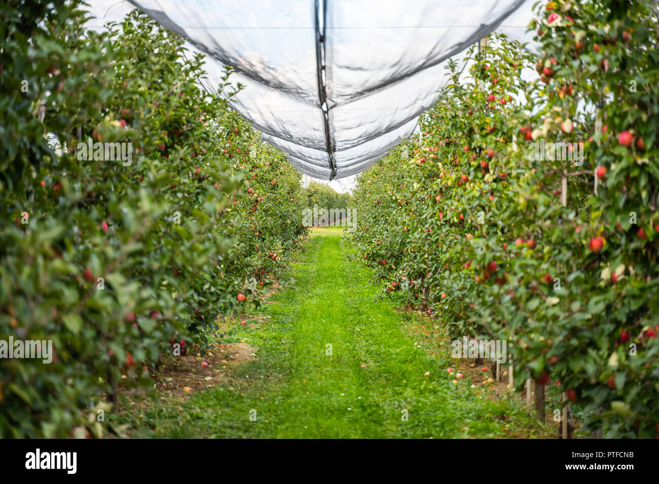 Apple orchard in the countryside Stock Photo - Alamy