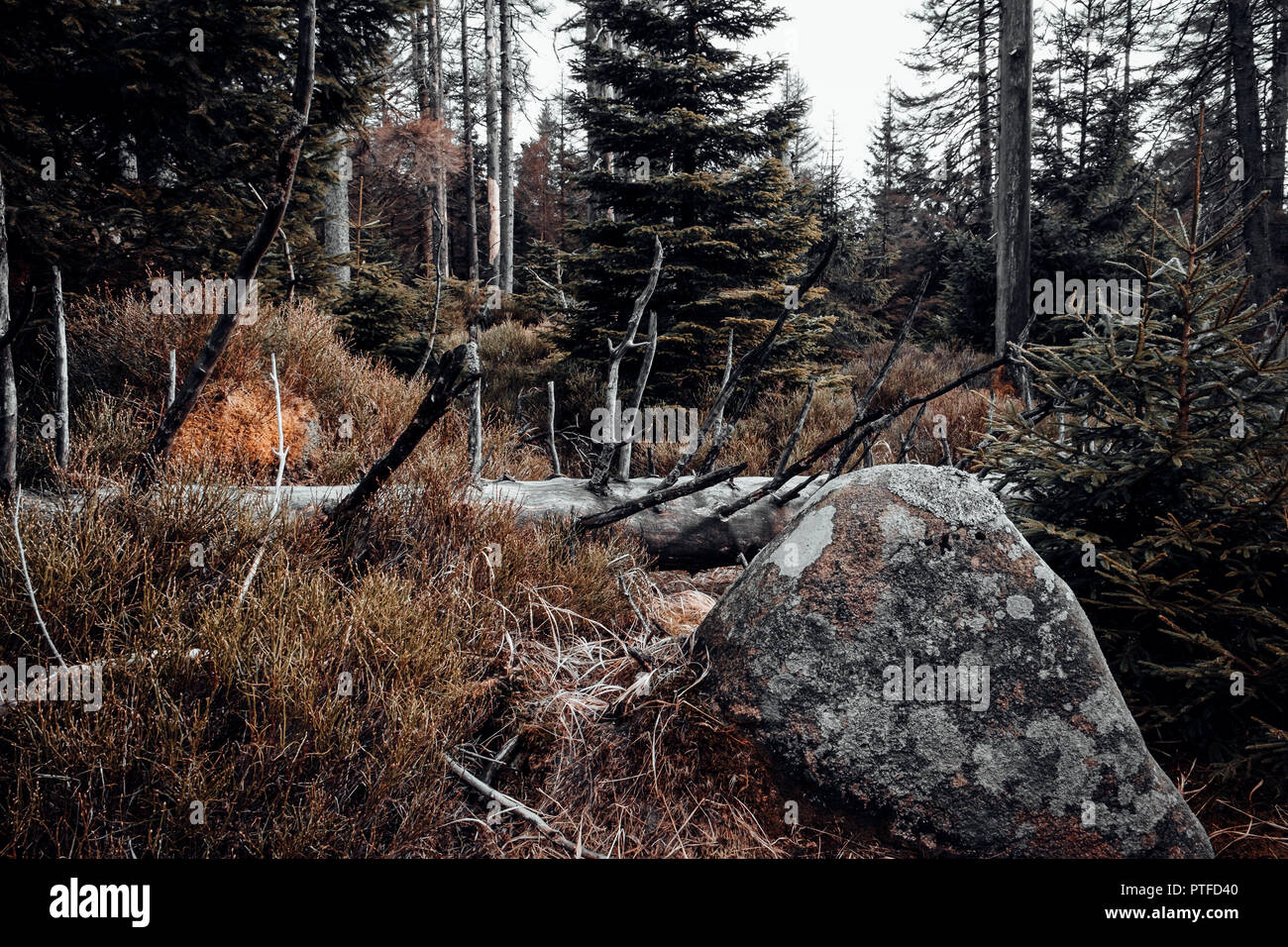 To adorn with wood hi-res stock photography and images - Alamy