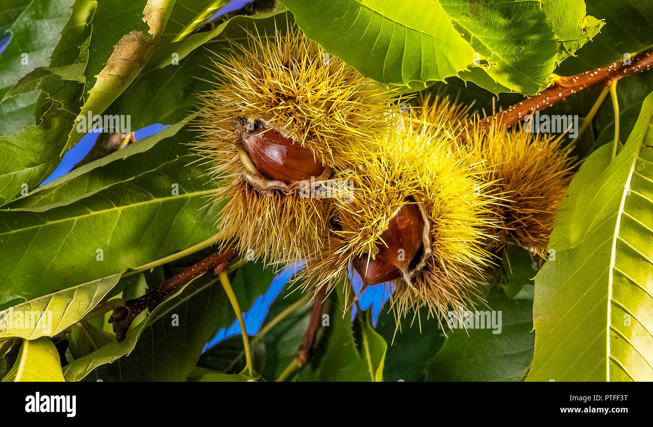 Italy Chestnuts tree Stock Photo - Alamy