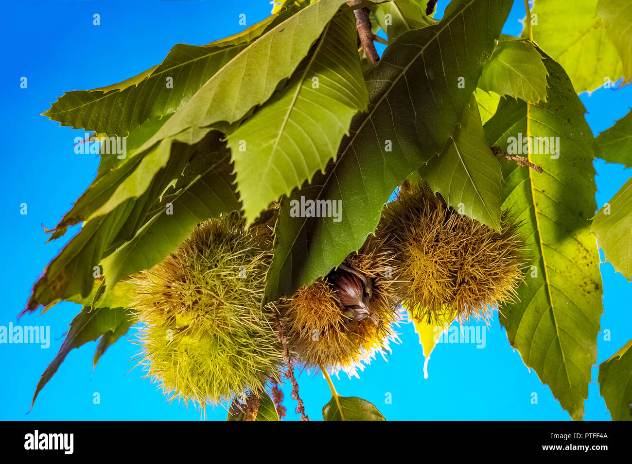 Italy Chestnuts tree Stock Photo - Alamy