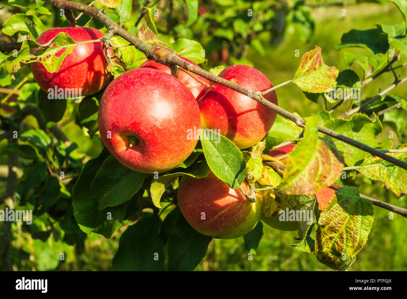 Growing apples on apple tree in a garden, natutal light Stock Photo - Alamy