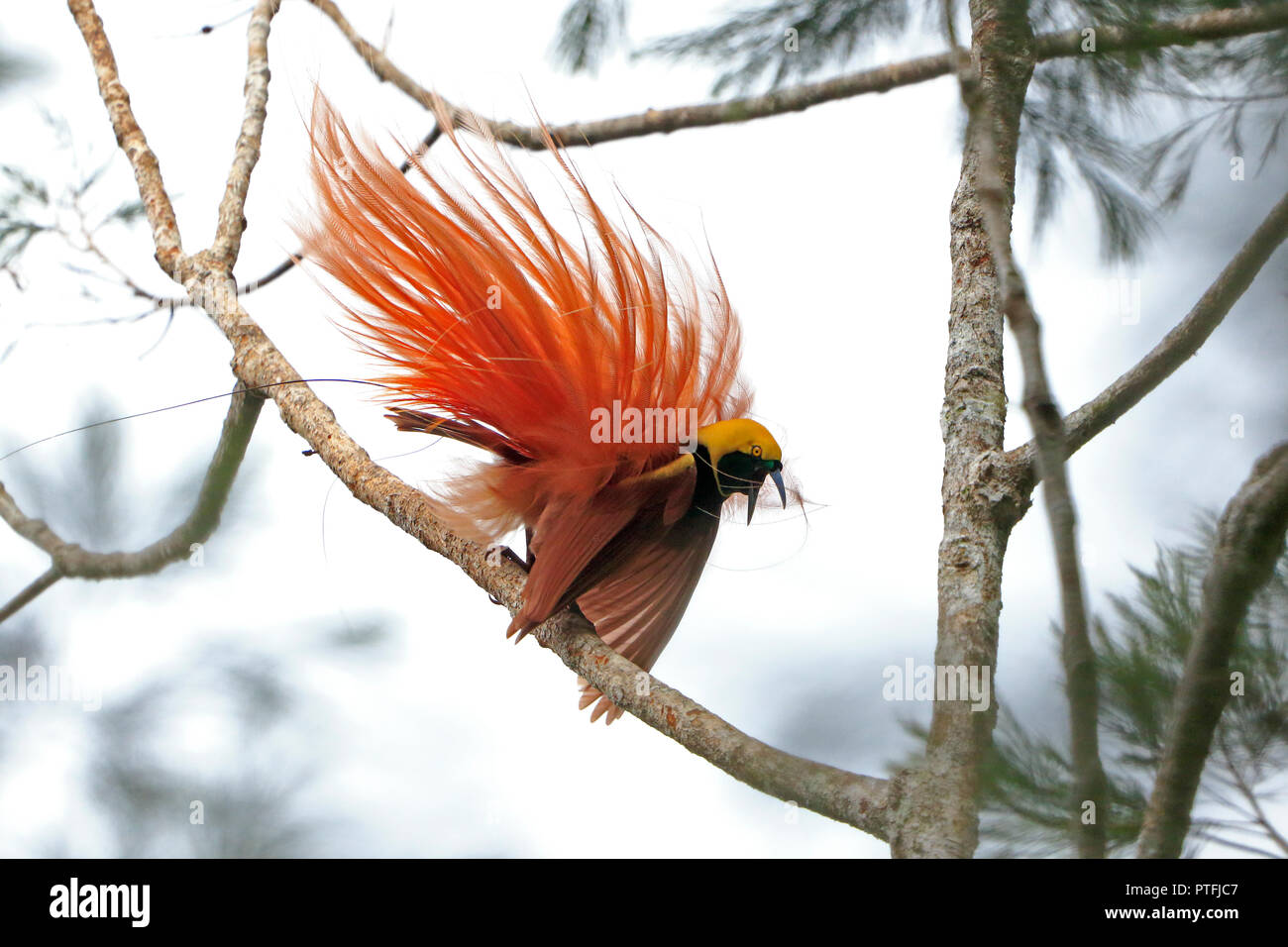 Raggiana Bird of Paradise displaying in Papua New Guinea Stock Photo ...