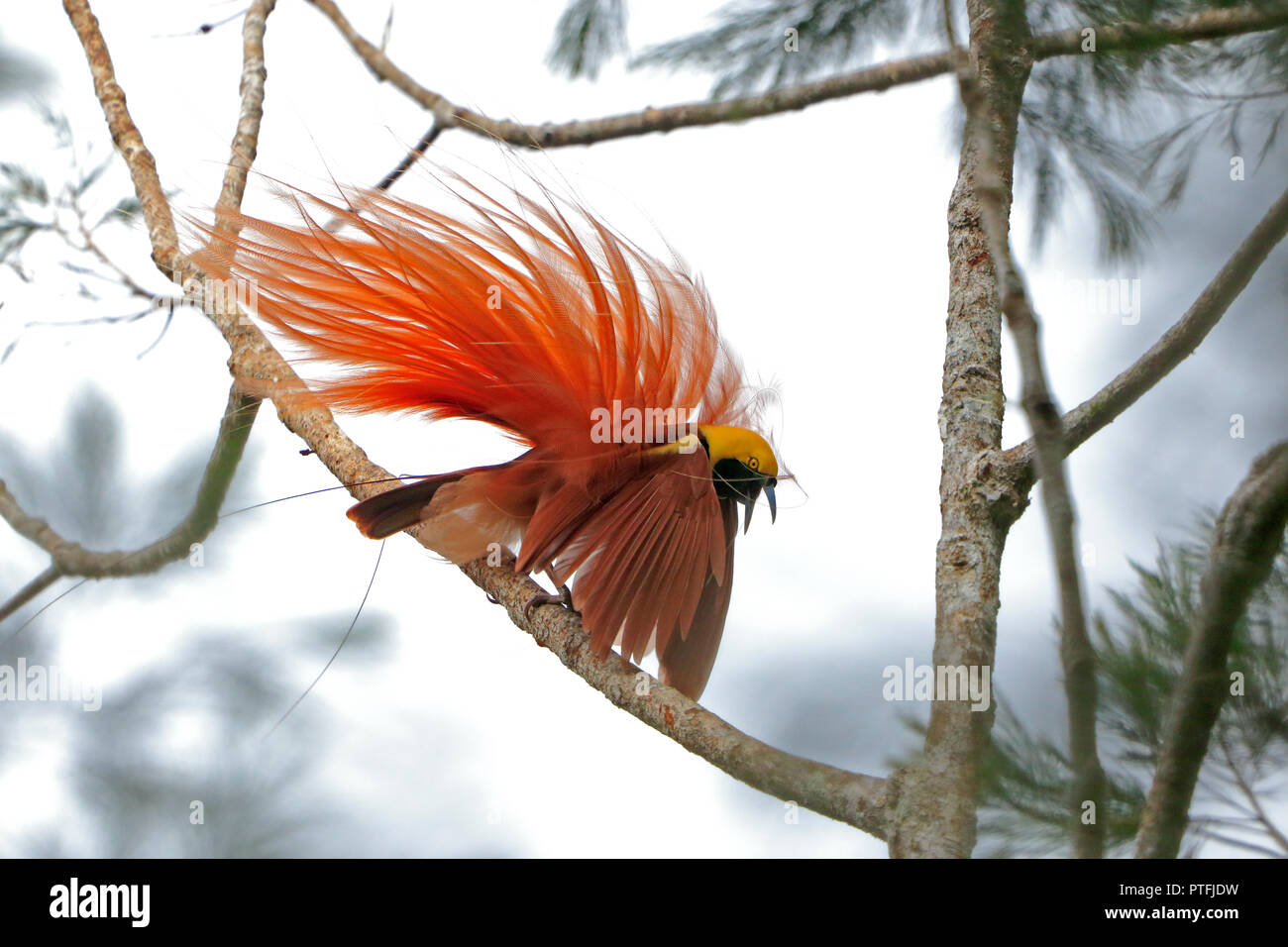 Raggiana bird of paradise hi-res stock photography and images - Alamy