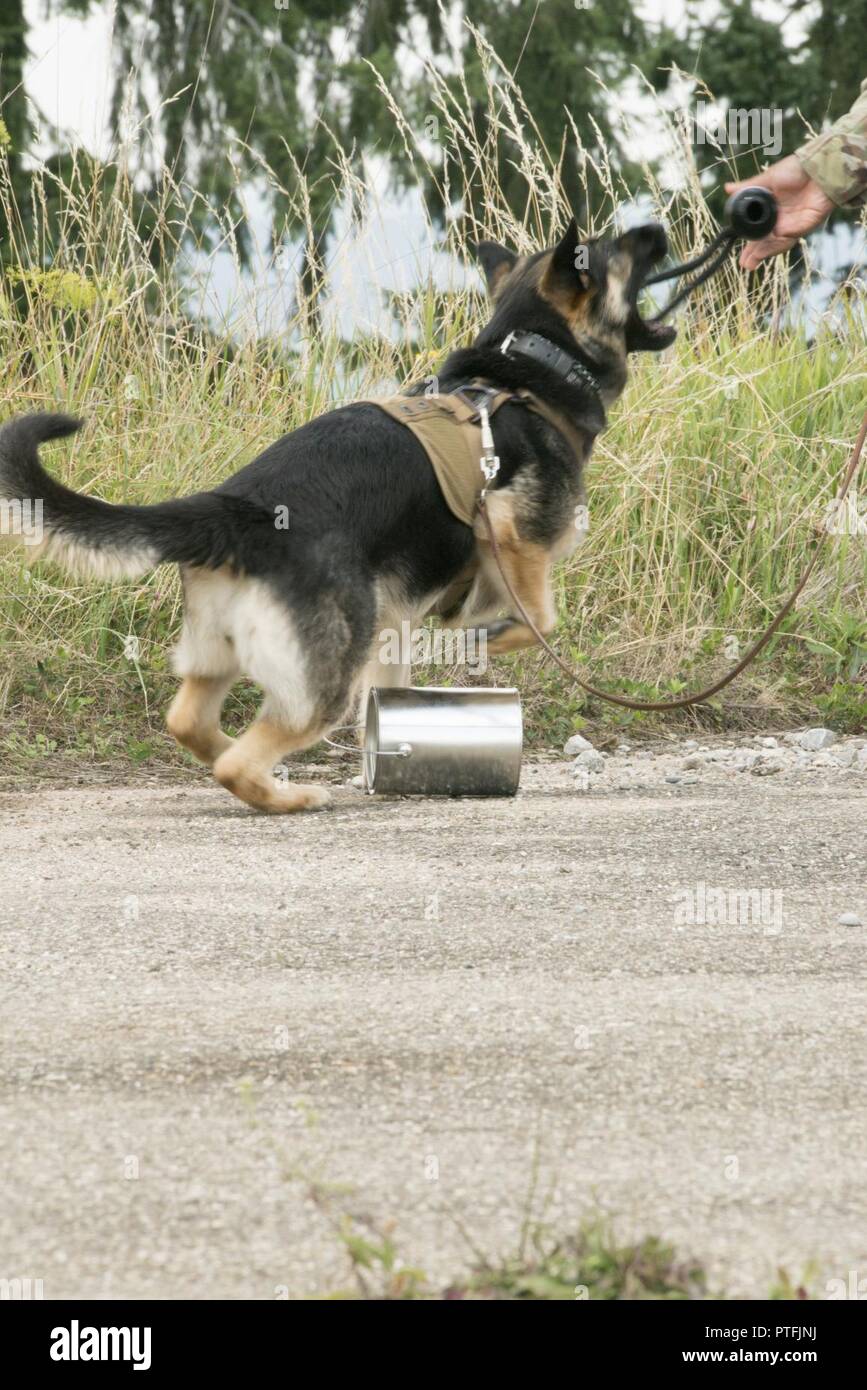 U.S. Army Pfc. Jamal W. Grier with the 131st Military Working Dog ...