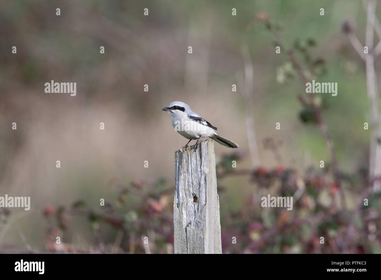 Great grey shrike larder uk hi-res stock photography and images - Alamy