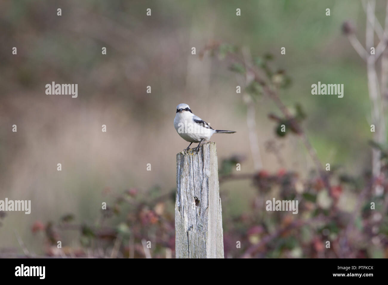 Great grey shrike larder uk hi-res stock photography and images - Alamy