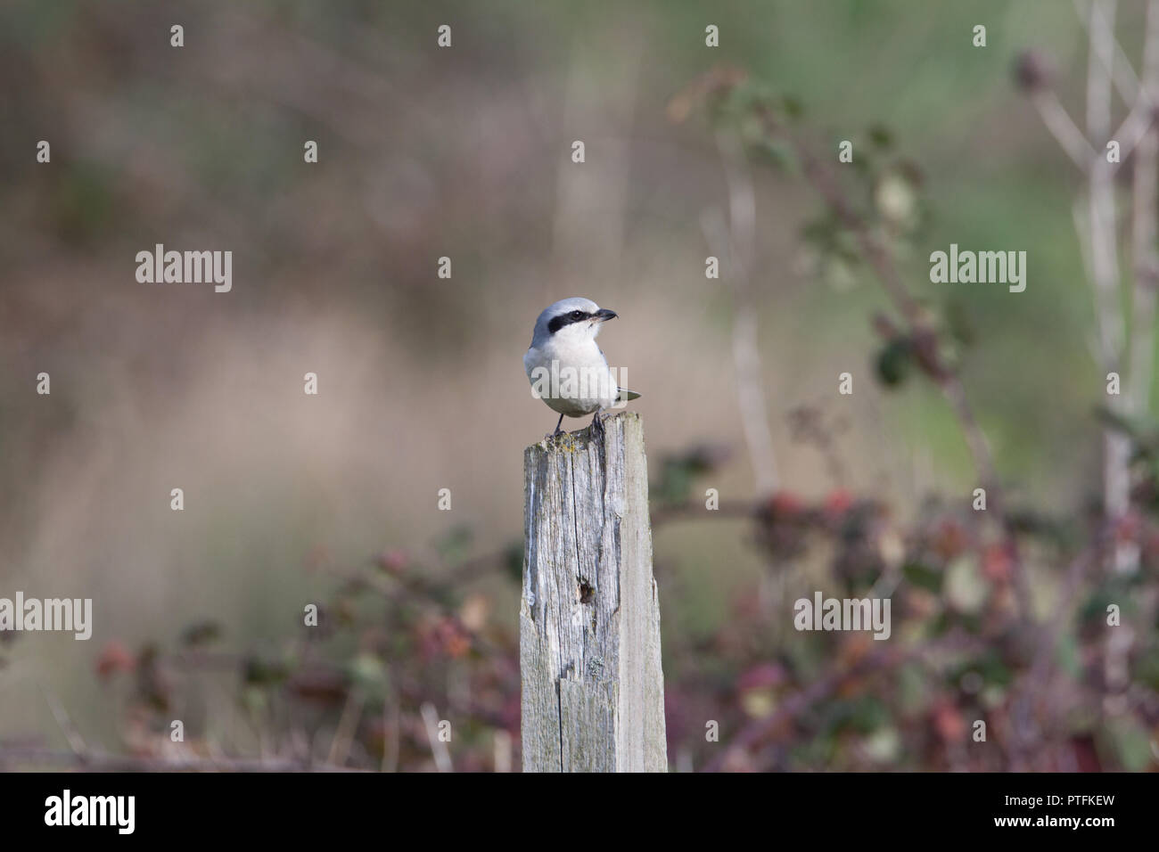 Great grey shrike larder hi-res stock photography and images - Alamy