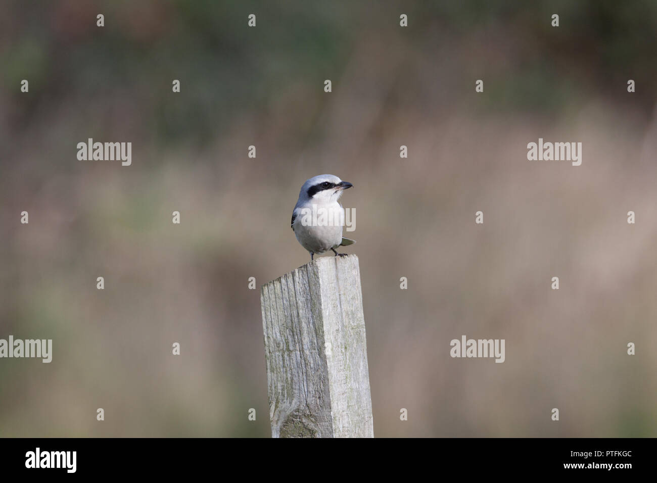 Great grey shrike larder hi-res stock photography and images - Alamy
