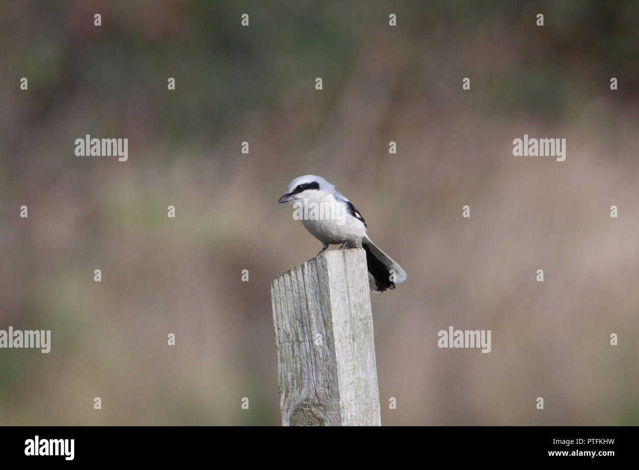 Great grey shrike larder uk hi-res stock photography and images - Alamy