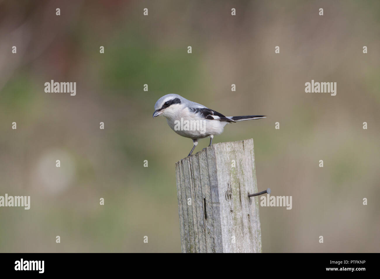 Great grey shrike larder hi-res stock photography and images - Alamy